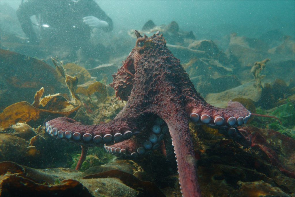 B.C. diver shakes a leg with giant Pacific octopus, in 'mind-blowing ...
