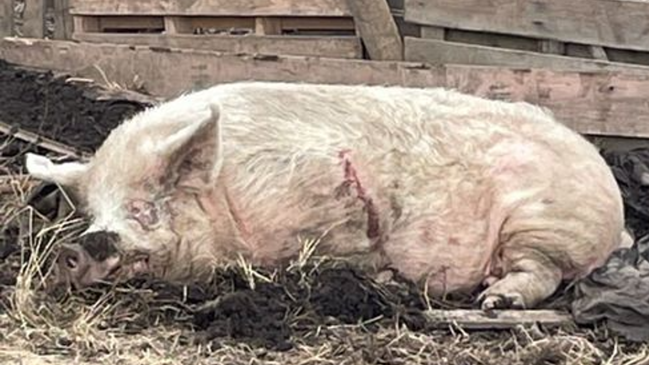 Pig stabbed repeatedly on Vancouver Island, police and BC SPCA ...