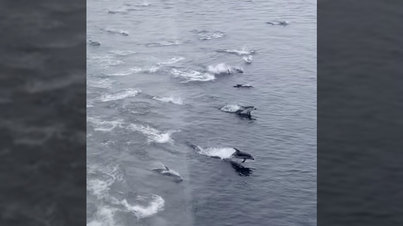 'Pure elation': Dozens of dolphins swim alongside BC Ferries vessel to ...
