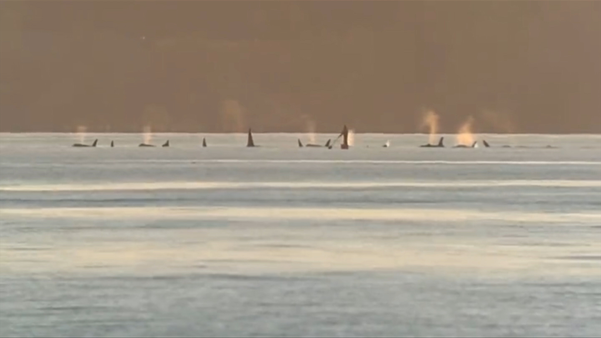 Incredible video shows endangered orca 'superpod' in Salish Sea