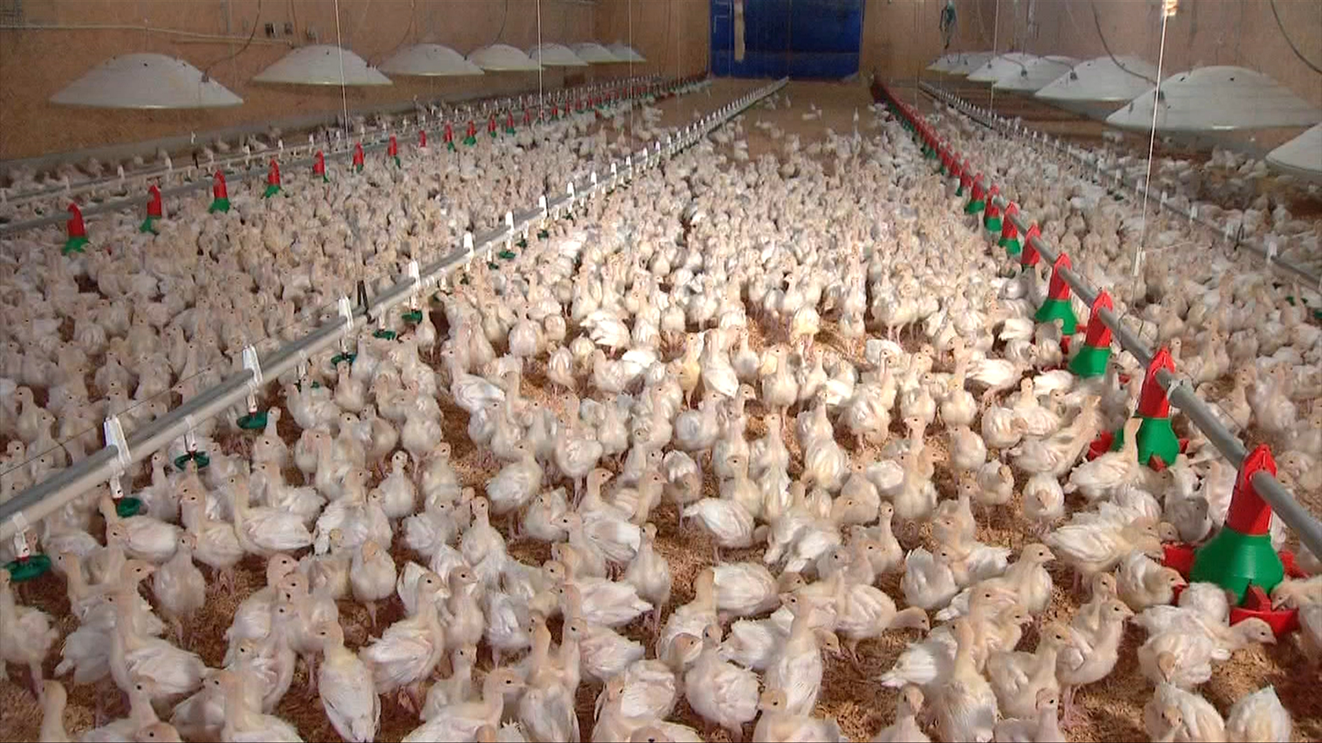 'Tip of the iceberg': Island avian rescue group has euthanized 4 dozen ...