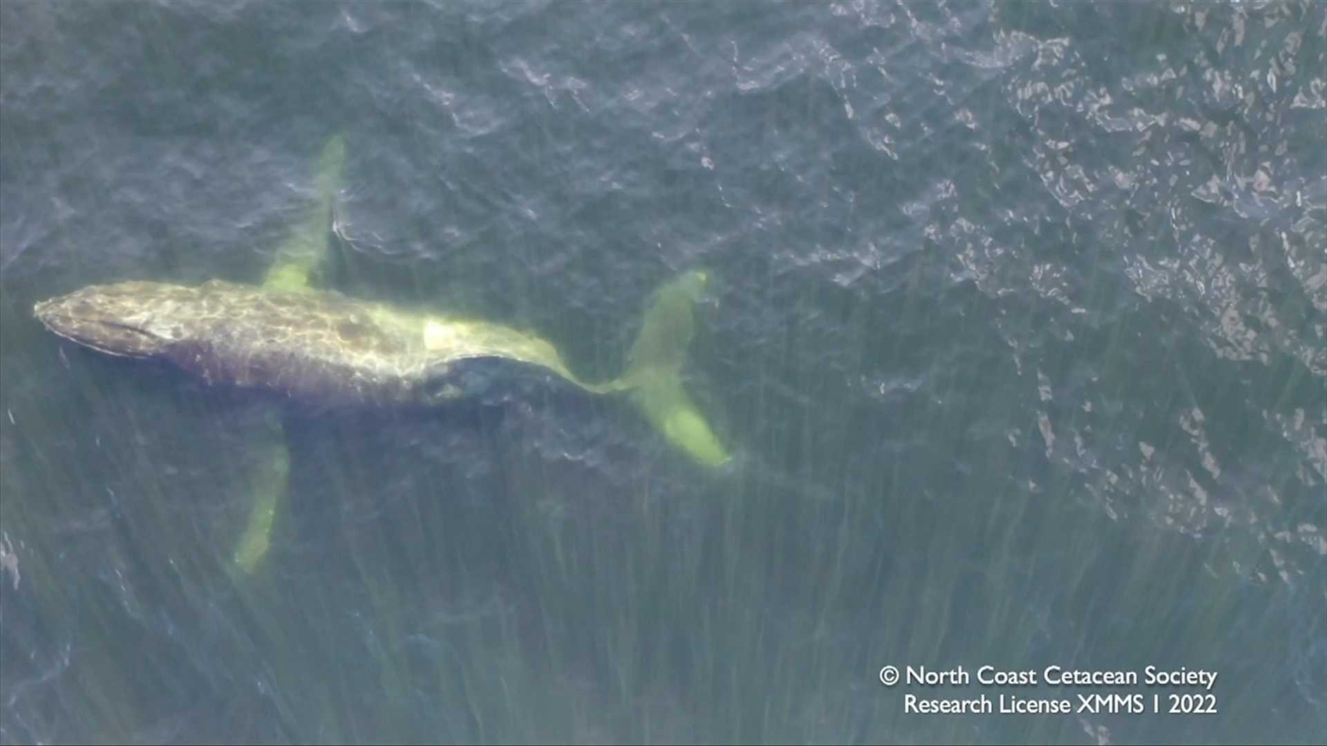 Paralyzed humpback whale swims from B.C. to Hawaii after suspected boat ...