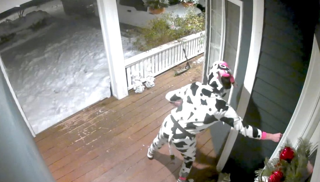 'Mischevious' cow-costumed youth pranks Campbell River homes: RCMP