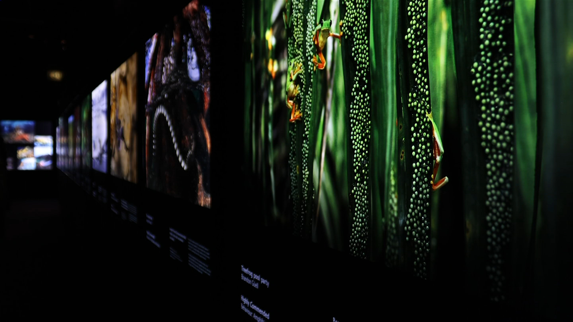 Wildlife Photographer of the Year exhibit arrives at Royal BC Museum