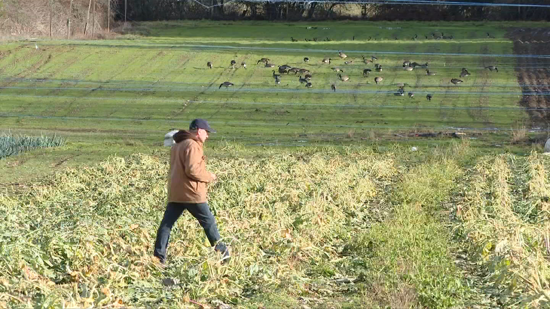 CRD looking into cull, egg addling to control Canada geese population