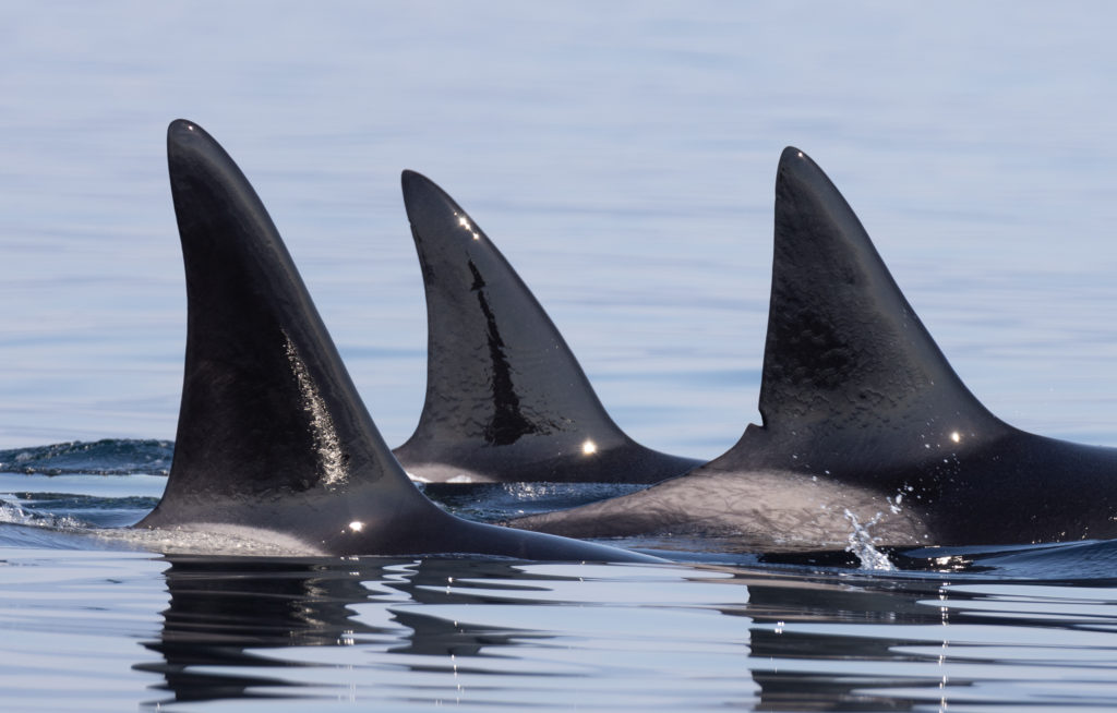 Sighting records broken for Bigg's killer whale, humpback whale