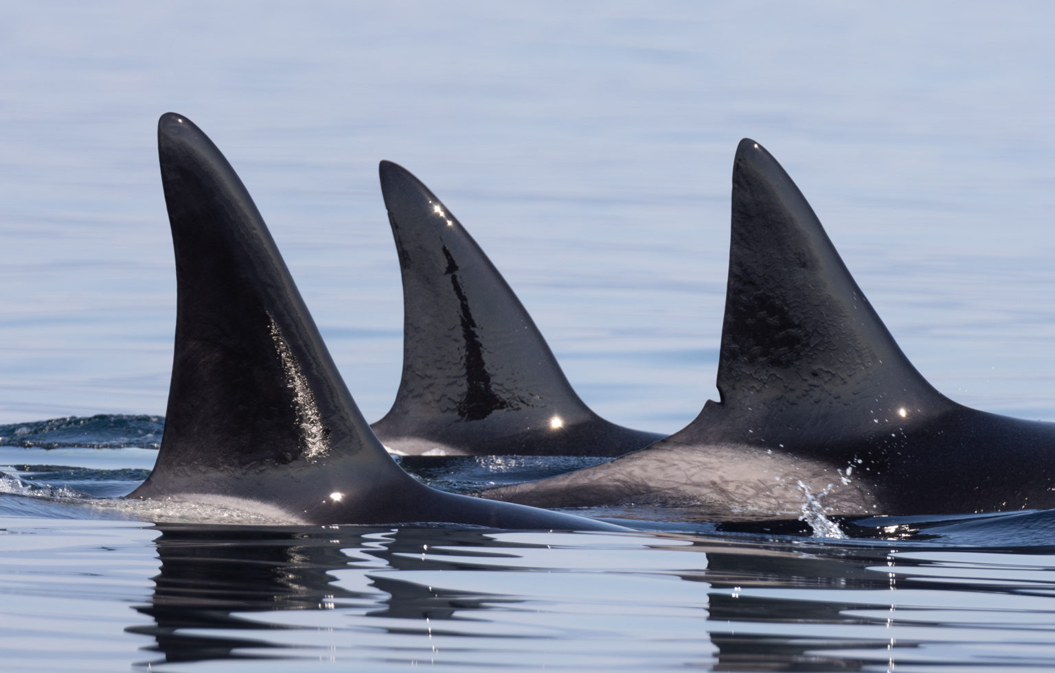 Sighting records broken for Bigg's killer whale, humpback whale