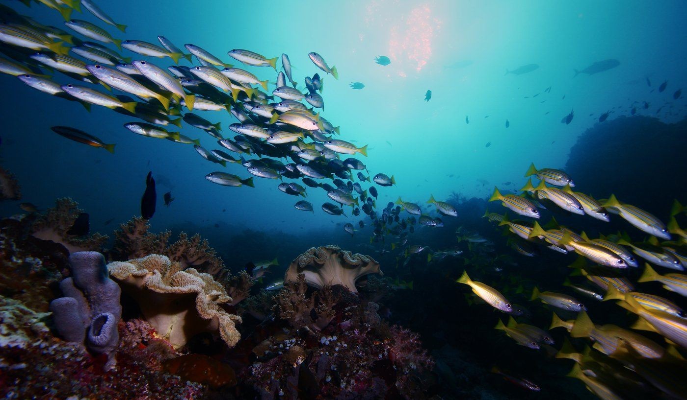 Fish sounds could help scientists understand their ocean world