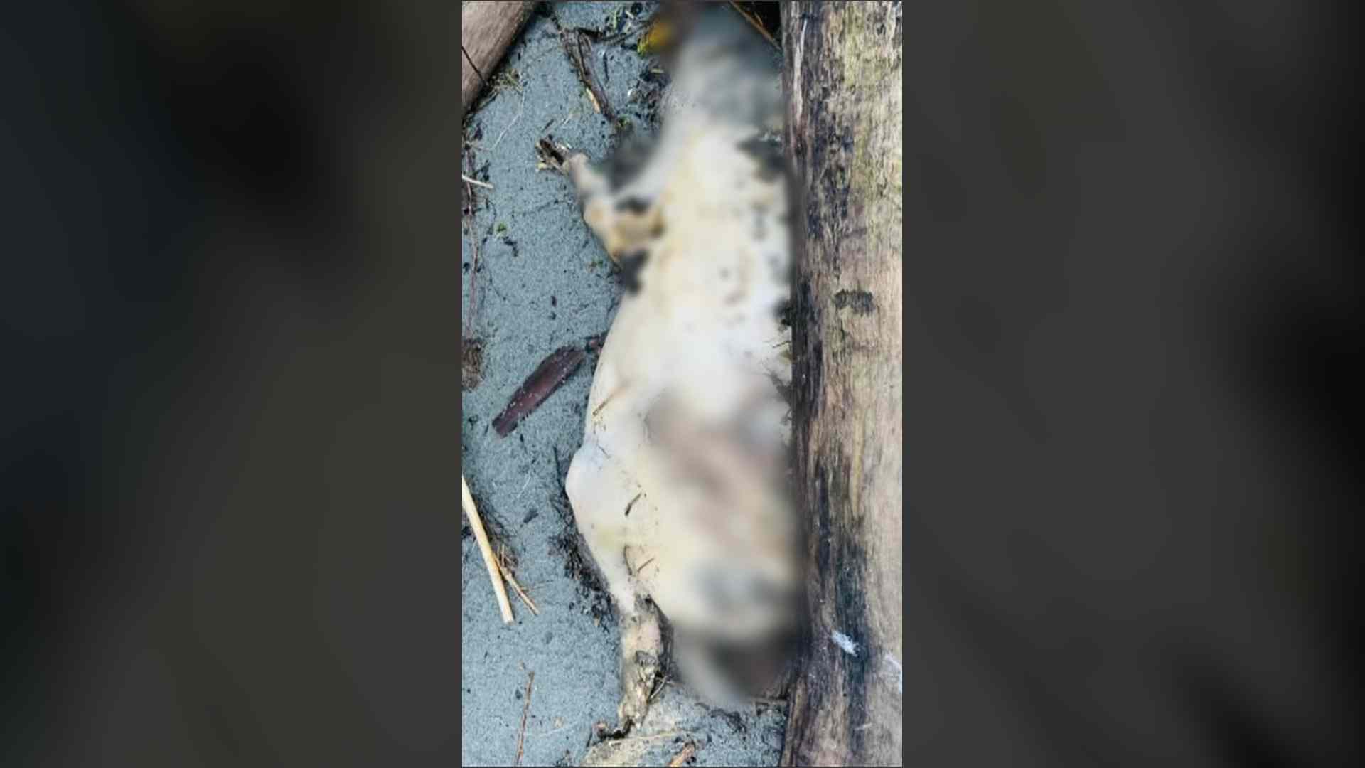 Mutilated animals including seals, pig, found on Vancouver Island beach