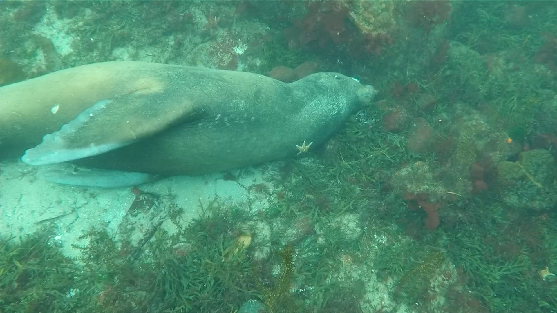 Divers discover dead sea lion with bullet wounds off Nanoose: 'Really ...