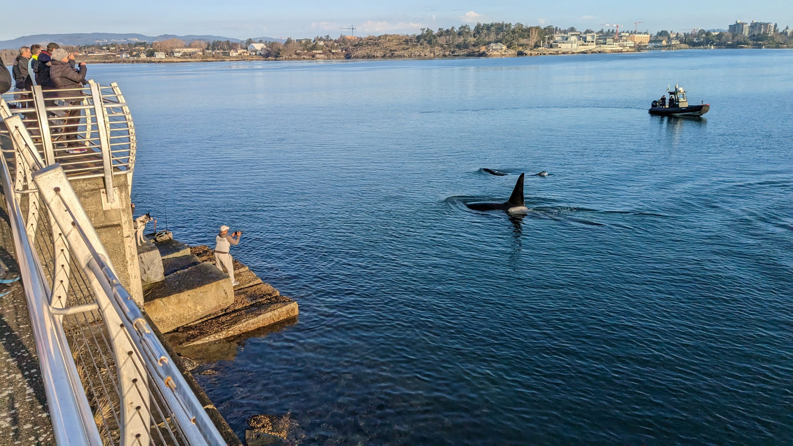 Magical moment at Ogden Point as orcas pass just metres away from pier