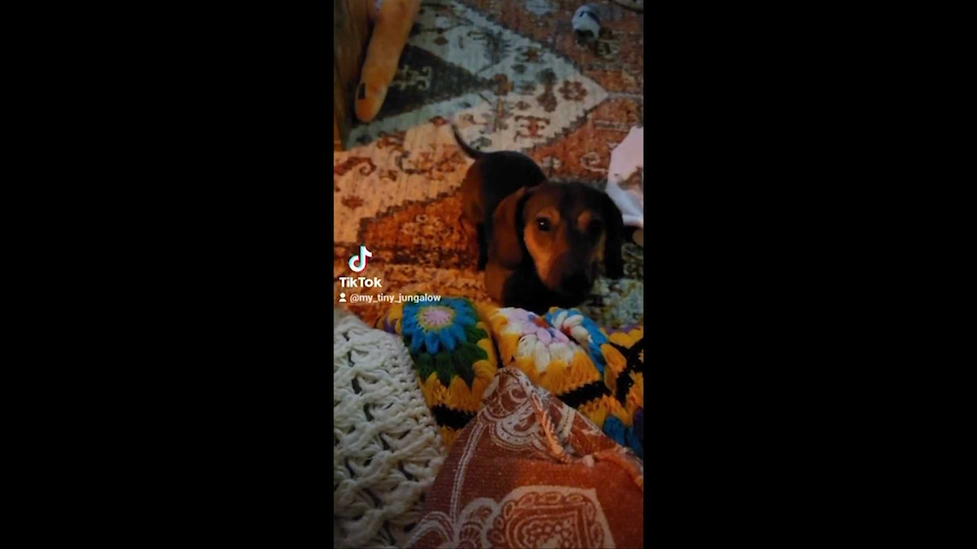 'Worst nightmares': Fatal dog attack in Port Alberni has neighbours worried