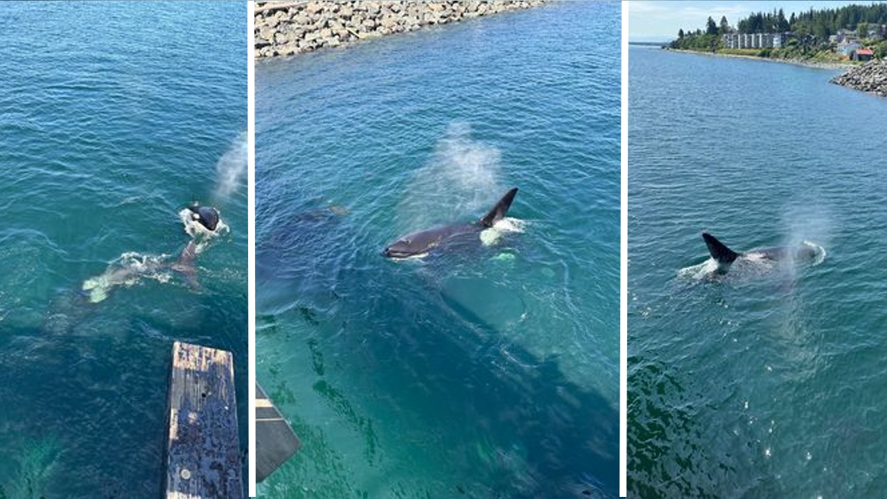 Worker at Discovery Pier in Campbell River gets up close look at orca pod