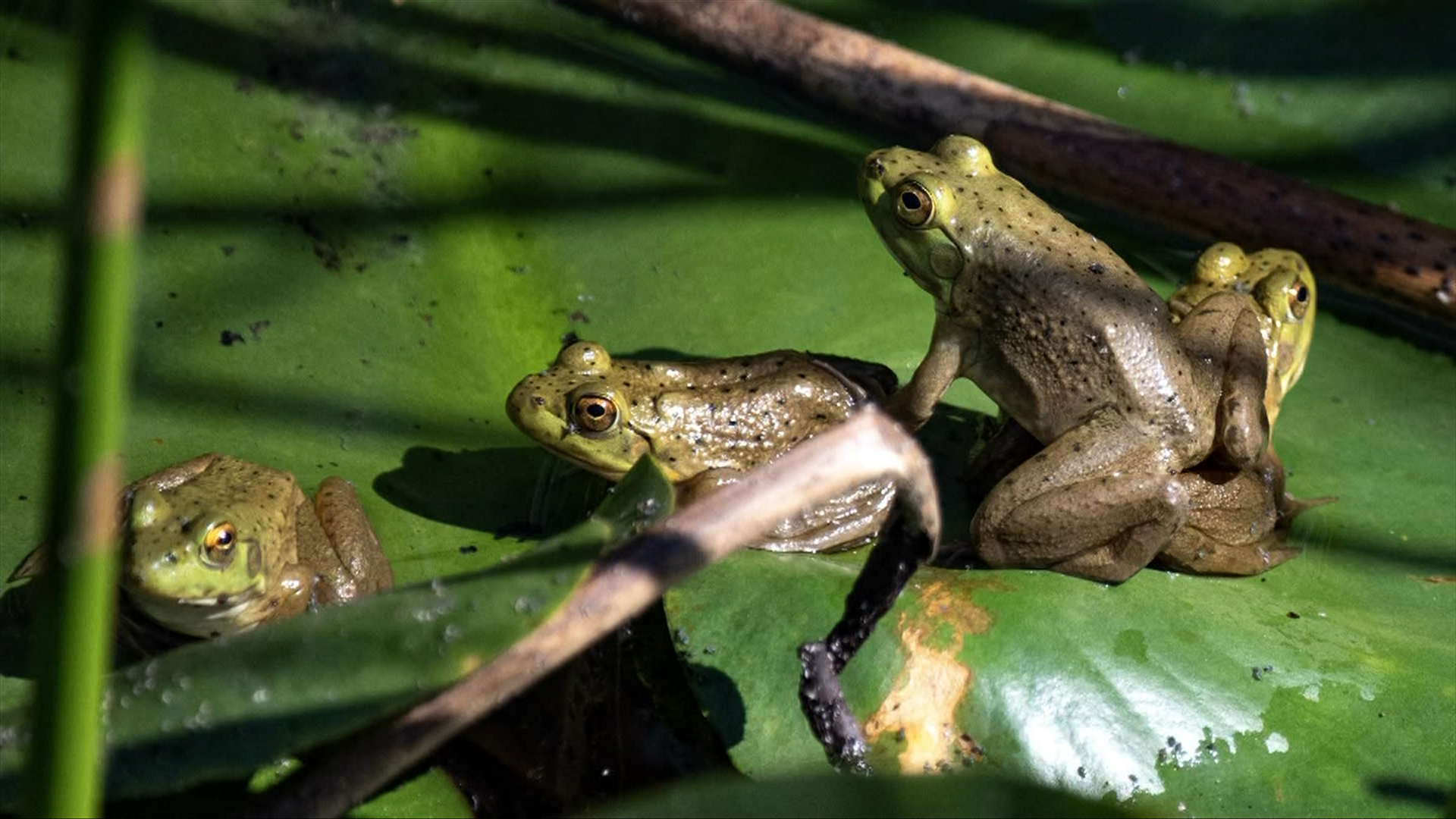 Island man gets greenlight to harvest bullfrogs in North Cowichan
