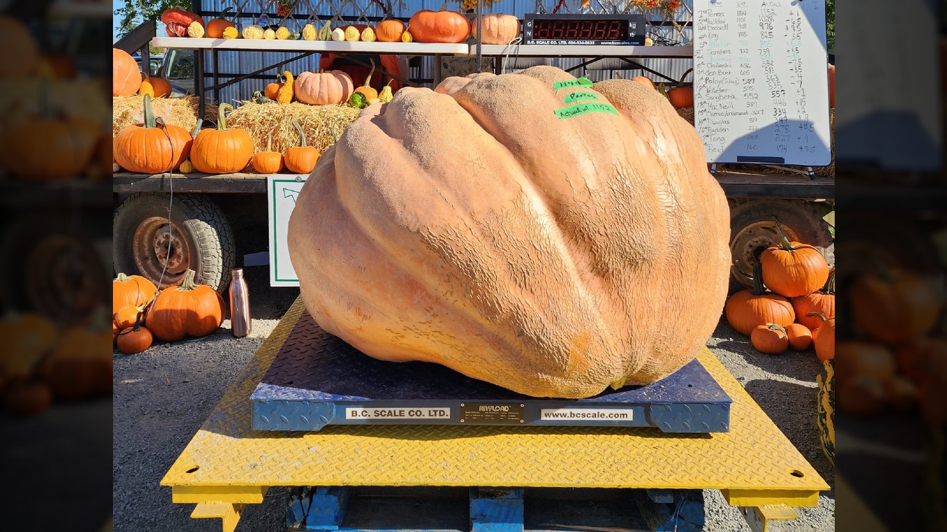 Weighing 1,152 lbs., Vancouver Island woman's pumpkin is the heaviest ...