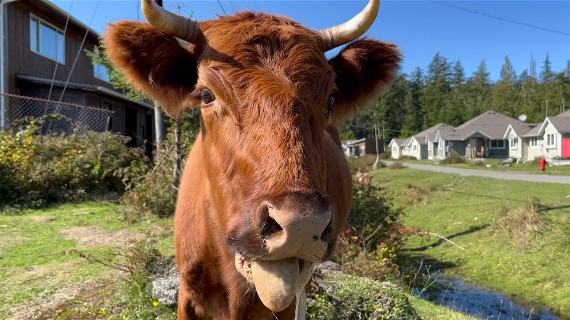'The little cows that could': Wild herd thrives on island near Tofino