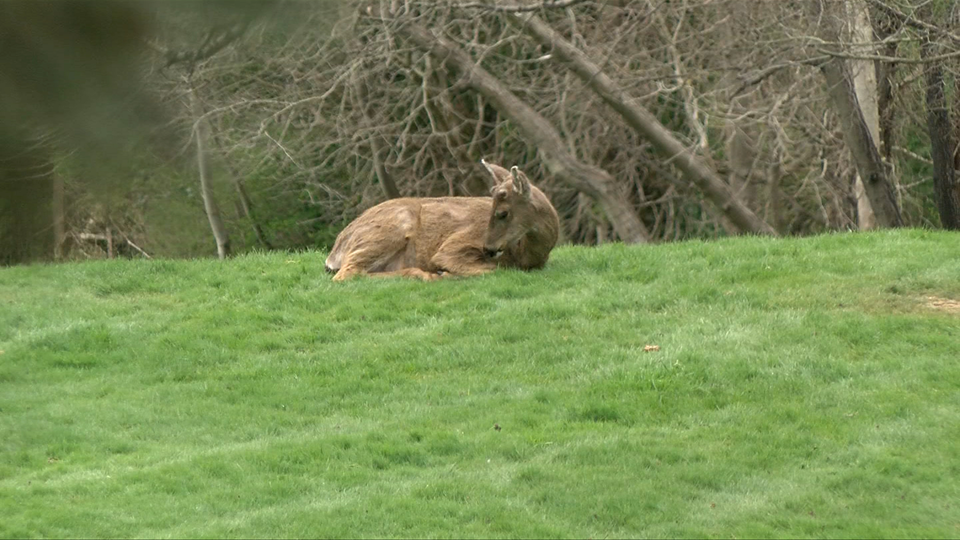 Sidney Island invasive deer eradication now underway: Parks Canada