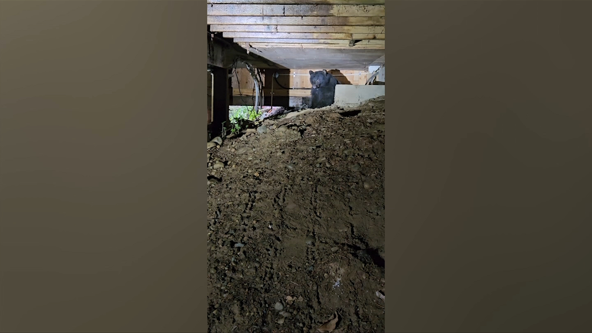 Duncan family hopes people learn something after video of bear sleeping ...