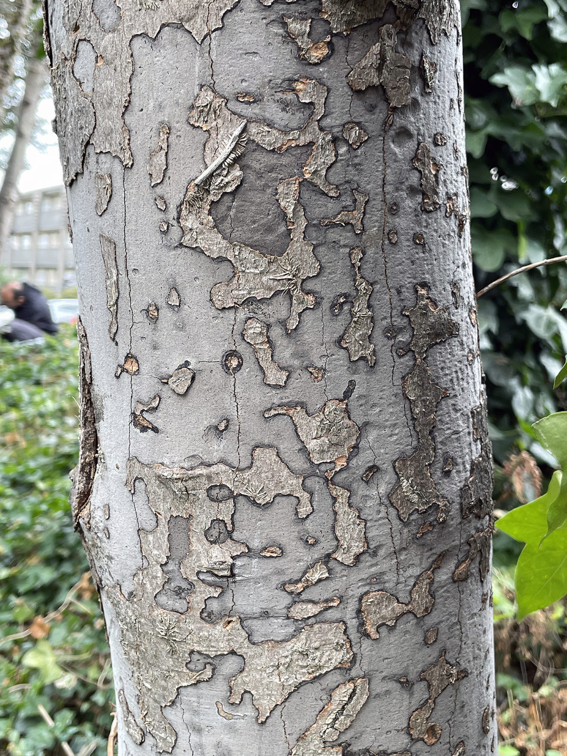 New ‘sooty bark disease’ affecting trees on Vancouver Island