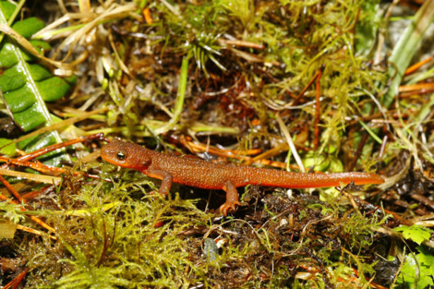 Langford warns of poisonous Rough-Skinned Newt sightings at Westhills Park