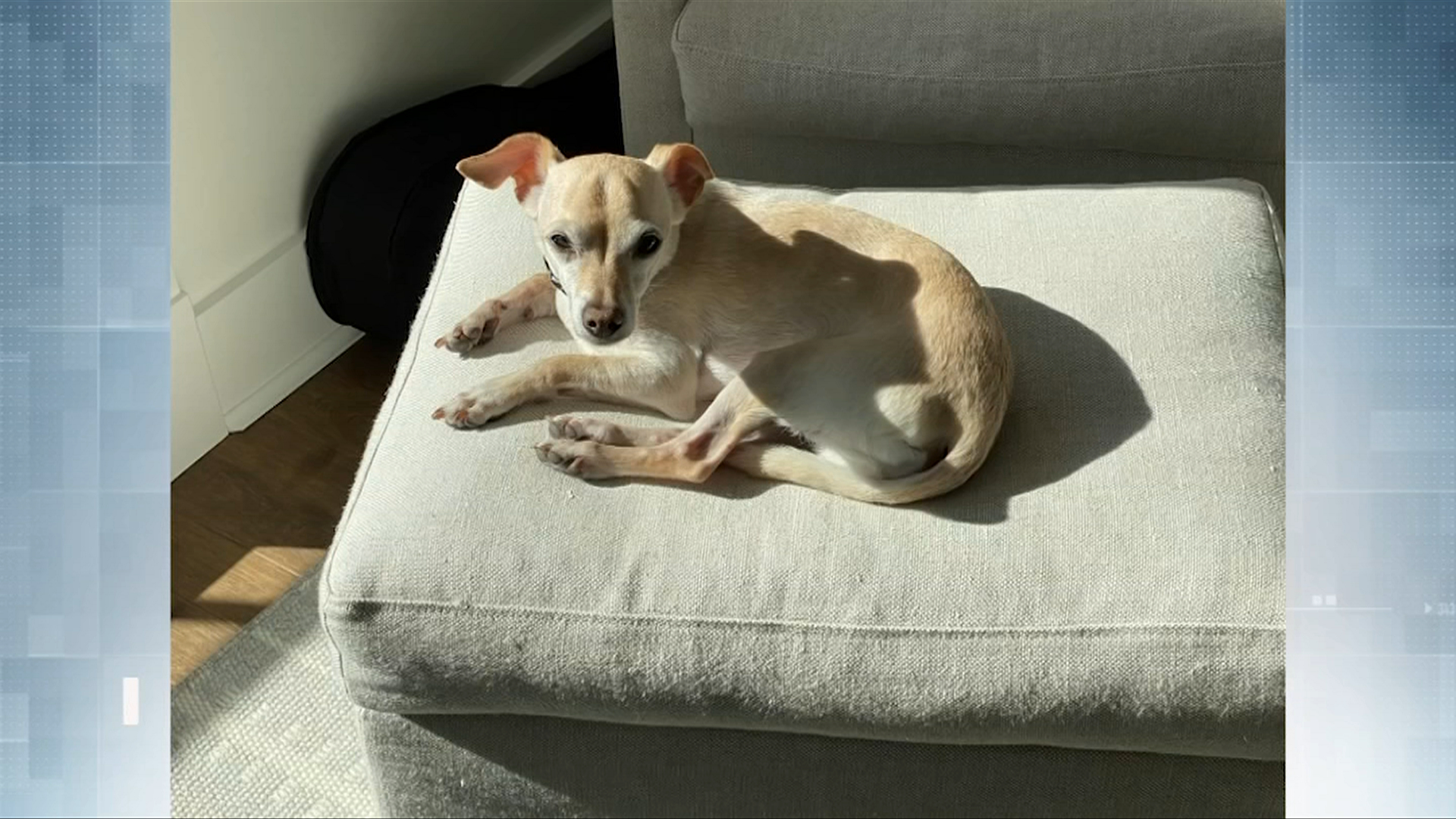 Dog euthanized after off-leash attack at Willows Beach